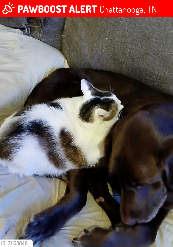 Chattanooga, TN Lost Female Cat, Spirit Is Missing | PawBoost