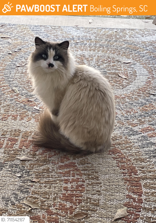 Boiling Springs, SC Stray Cat Found Near Coal Creek Subdivision | PawBoost
