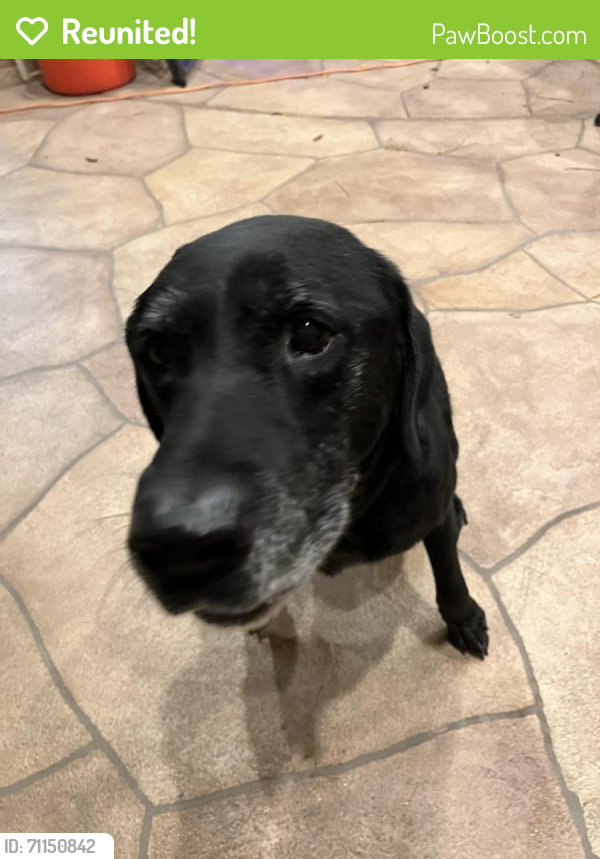 Reunited Dog in Spring, TX 77389 (ID: 71150842) | PawBoost