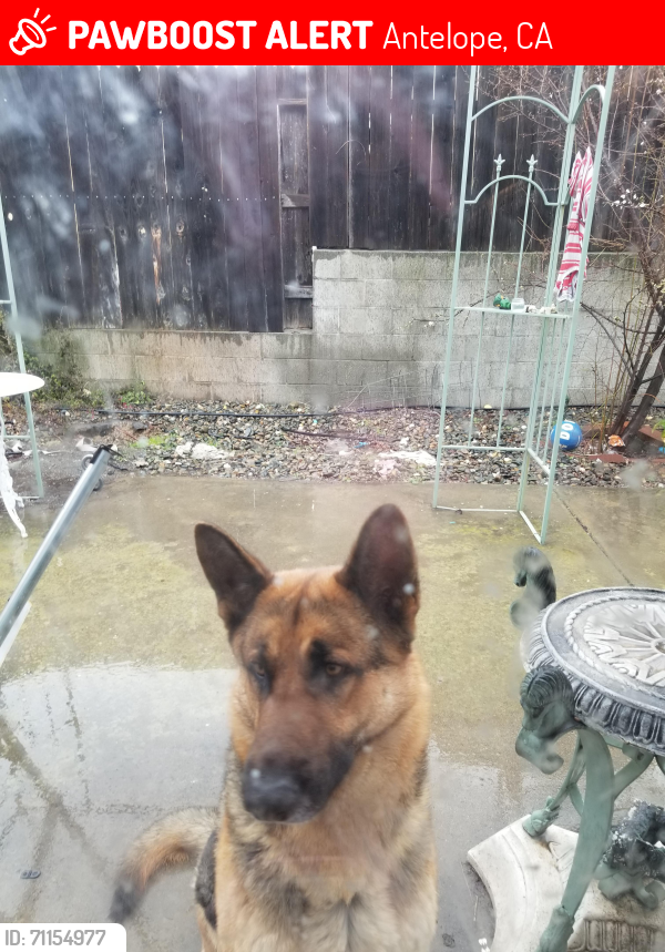 Antelope, CA Lost Male Dog, Sky Is Missing | PawBoost