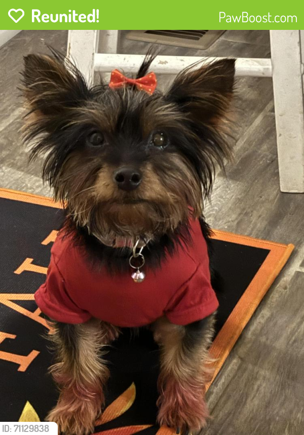 Reunited Female Dog in Murfreesboro, TN 37128 (ID: 71129838) | PawBoost