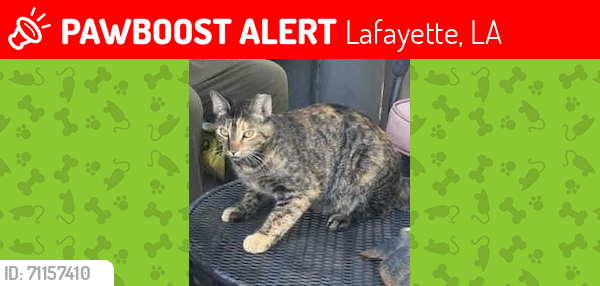 Lafayette, LA Lost Female Cat, Kitty Cat Is Missing | PawBoost