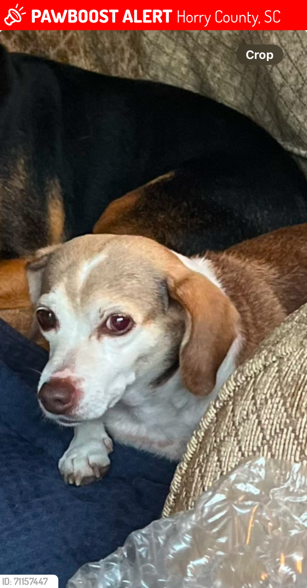 Horry County, SC Lost Female Dog, Bambi Is Missing | PawBoost