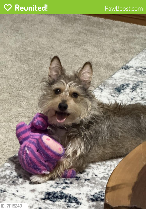 Reunited Male Dog in Hamilton Township, OH 45039 (ID: 71115240) | PawBoost