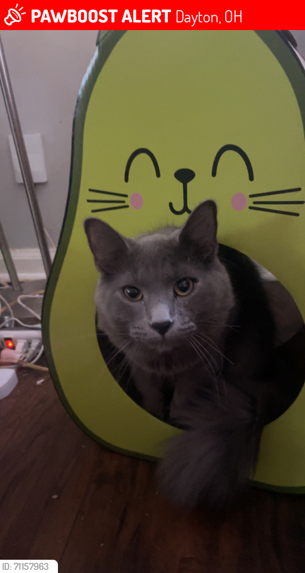 Dayton, OH Lost Male Cat, Tunaboy Is Missing | PawBoost