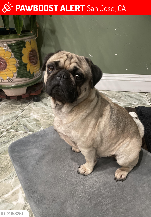 San Jose, CA Lost Male Dog, Chato Is Missing | PawBoost