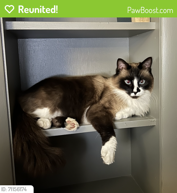Reunited Female Cat in Fairfield, CT 06825 (ID: 71156174) | PawBoost