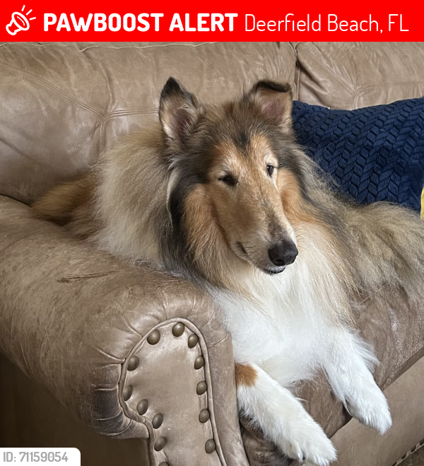 Deerfield Beach, FL Lost Male Dog, Murphy Is Missing | PawBoost