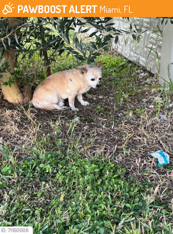 Miami, FL Stray Dog Found Near Near | PawBoost