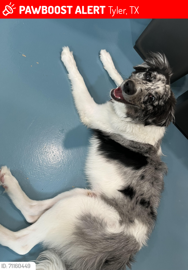 Tyler, TX Lost Male Dog, Scout Is Missing | PawBoost