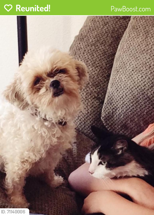 Reunited Male Dog in Burlington, WA 98233 (ID: 71140006) | PawBoost