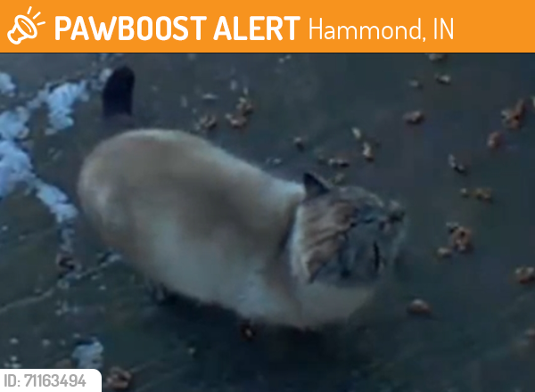 Hammond, IN Stray Cat Found Near Sherman St | PawBoost