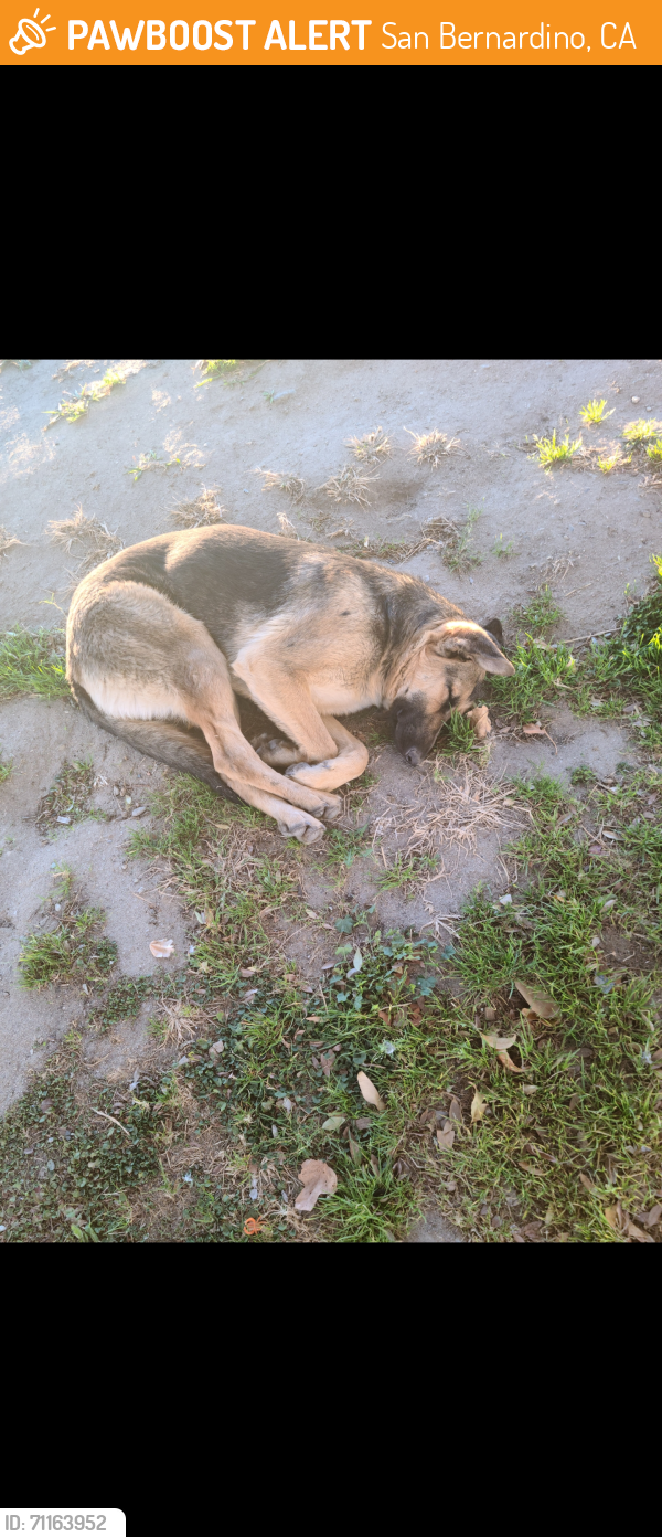 San Bernardino, CA Stray Dog Found Near Baseline | PawBoost