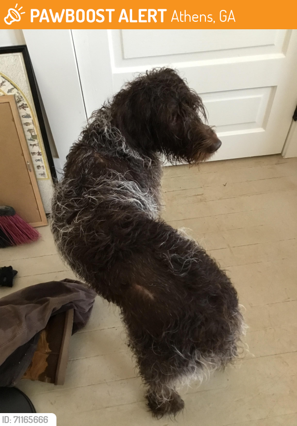 Athens, GA Stray Female Dog Found Near Health Dept on Meigs and N ...