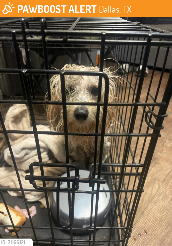 Dallas, TX Stray Male Dog Found Near Wilhurt ave Sunnyvale | PawBoost