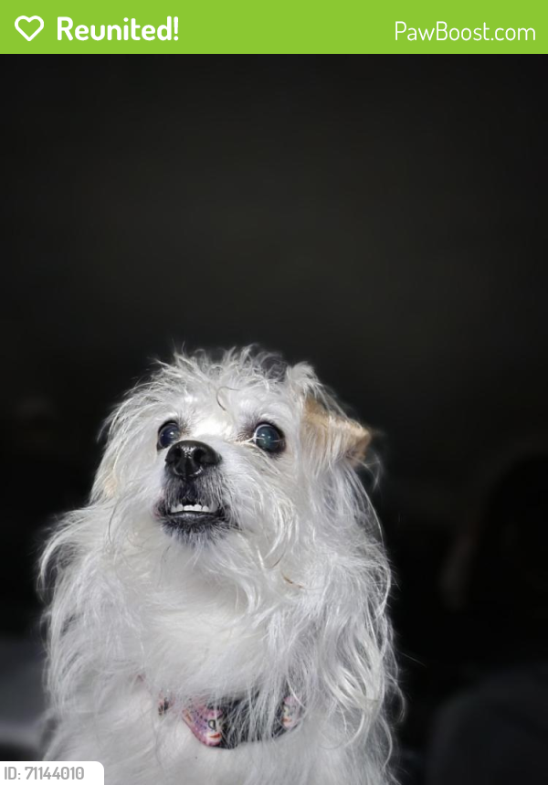 Reunited Female Dog in Petaluma, CA 94954 (ID: 71144010) | PawBoost