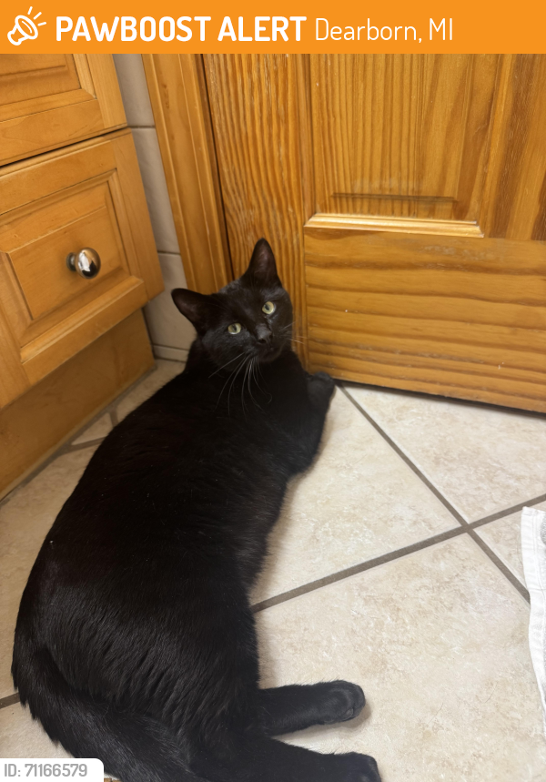 Dearborn, MI Stray Male Cat Found Near Dartmouth/Harding | PawBoost