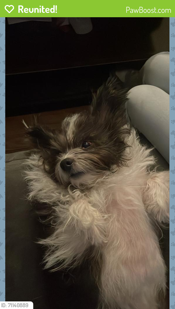 Reunited Female Dog in Boise, ID 83712 (ID: 71140889) | PawBoost