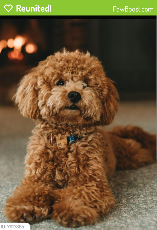 Reunited Dog in Laurel, MD 20708 (ID: 71117895) | PawBoost