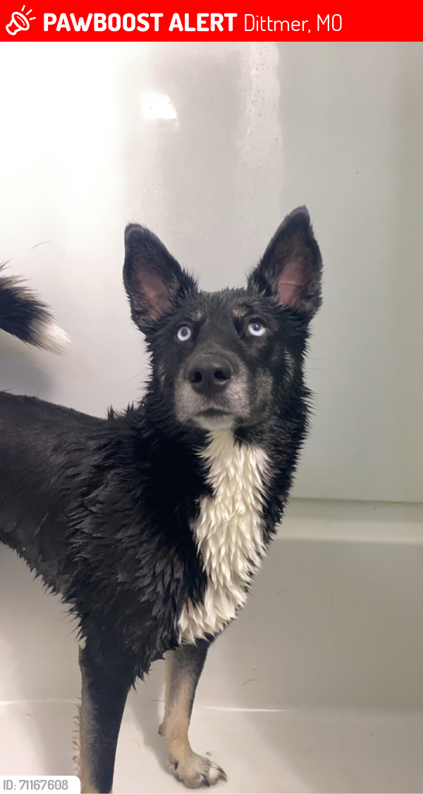 Dittmer, MO Lost Female Dog, Nola Is Missing | PawBoost