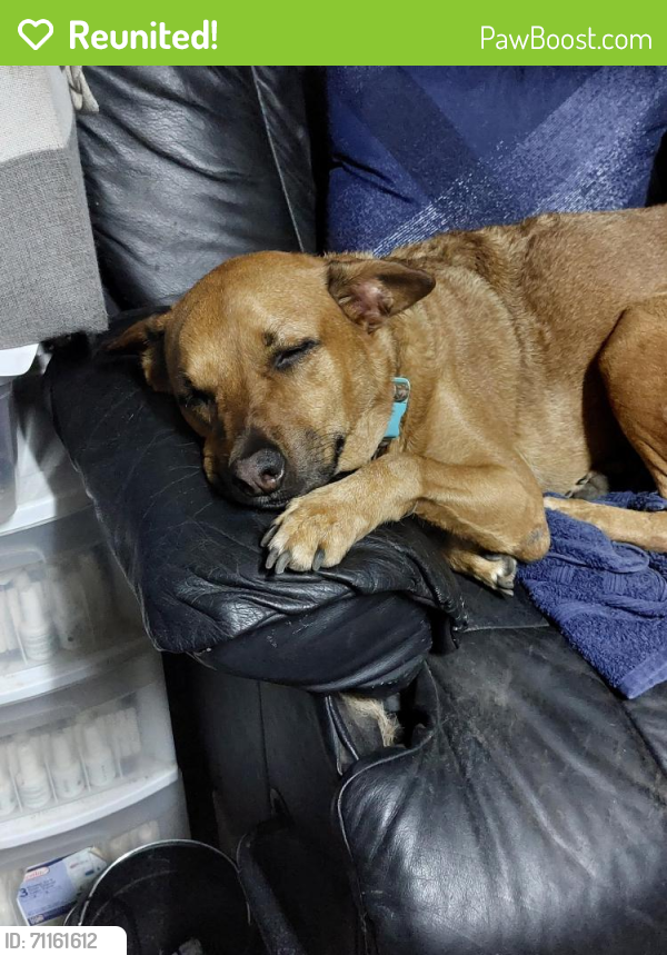 Reunited Male Dog in Honolulu, HI 96819 (ID: 71161612) | PawBoost