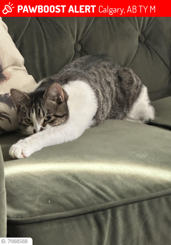 Calgary, AB Lost Male Cat, Mike Is Missing | PawBoost