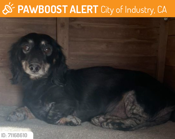 City of Industry, CA Stray Male Dog Found Near Cross streets are ...