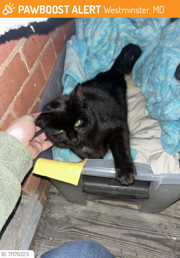 Westminster, MD Stray Cat Found Near Pleasant Valley Fire Hall | PawBoost