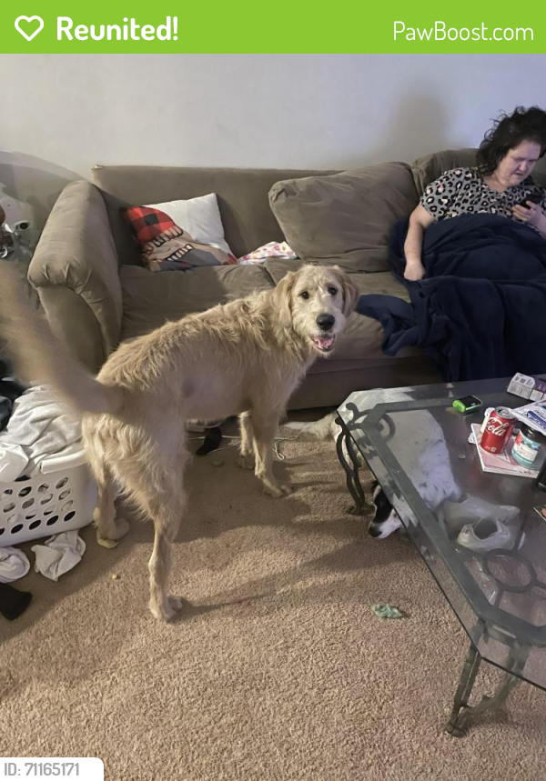 Reunited Male Dog in Augusta, GA 30909 (ID: 71165171) | PawBoost