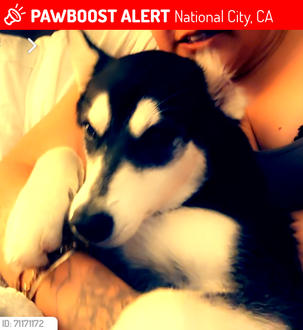 National City, CA Lost Female Dog, Athena Is Missing | PawBoost