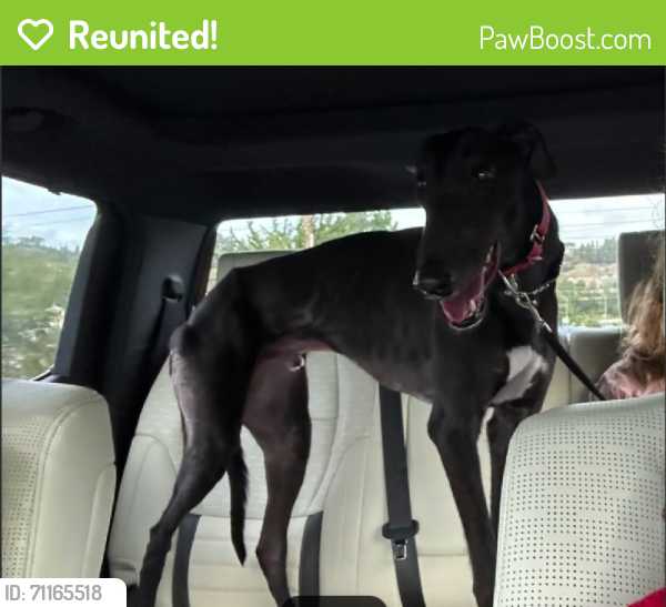 Reunited Male Dog in San Leandro, CA 94577 (ID: 71165518) | PawBoost