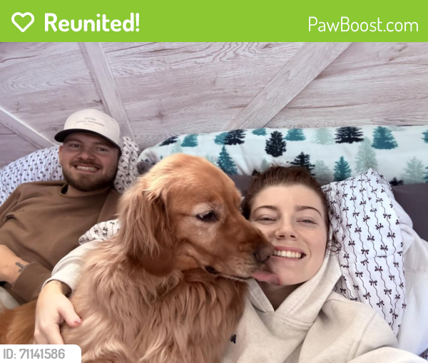 Reunited Female Dog in Springfield, OH 45503 (ID: 71141586) | PawBoost