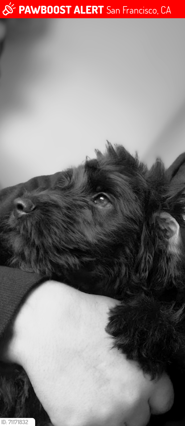 San Francisco, CA Lost Male Dog, Koda Is Missing | PawBoost