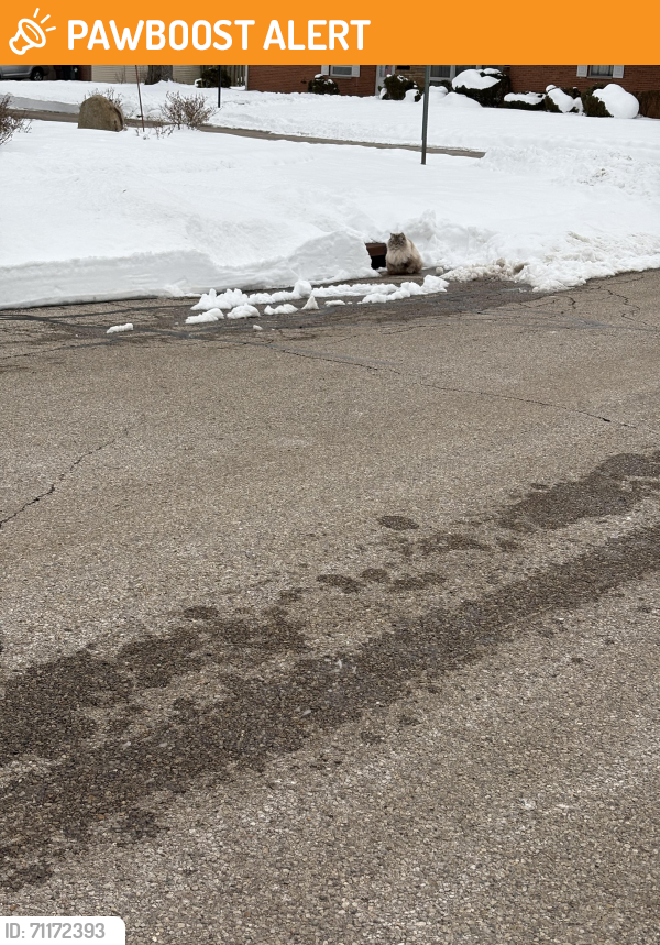 Woodbourne-Hyde Park, OH Stray Female Cat Found Near Freeman and Lammer ...