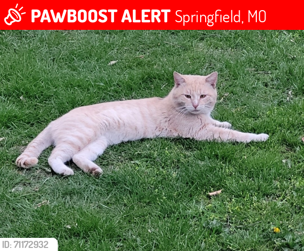 Springfield, MO Lost Male Cat, Buddy Is Missing | PawBoost