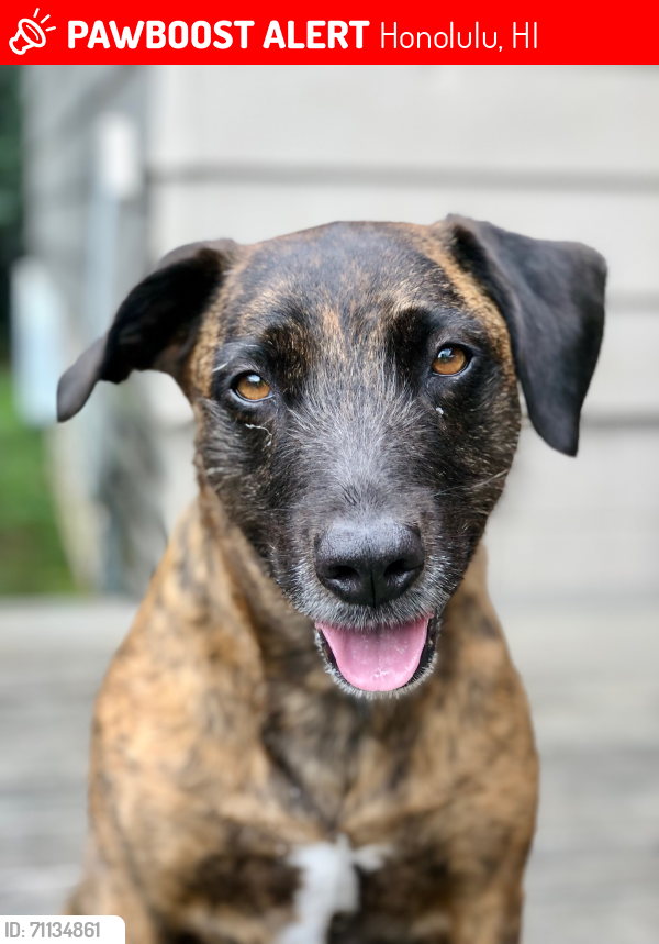 Honolulu, HI Lost Female Dog, Hana Is Missing | PawBoost