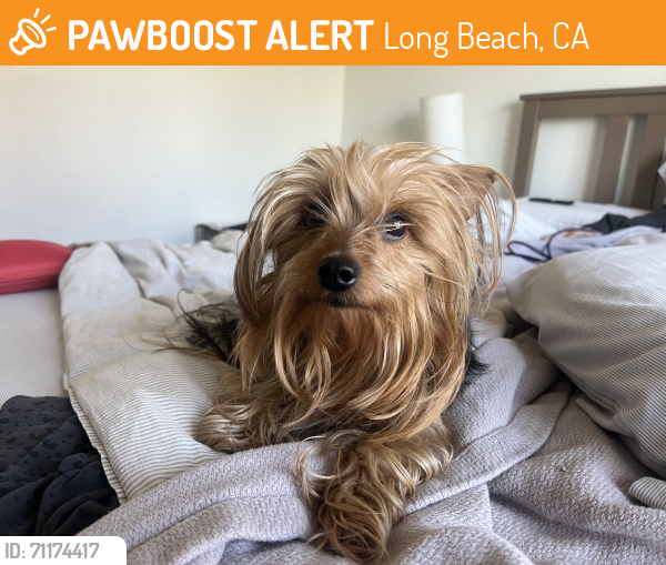 Long Beach, CA Stray Male Dog Found Near Wisconsin and Broadway Avenue ...
