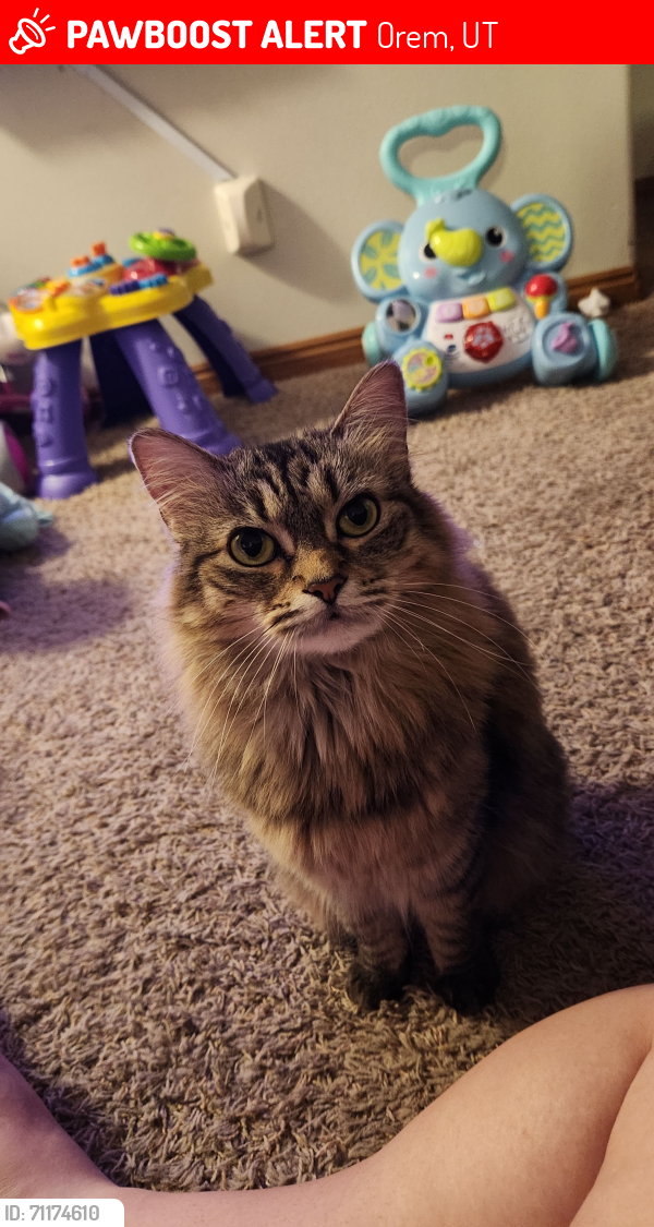 Orem, UT Lost Female Cat, Daisy Is Missing | PawBoost
