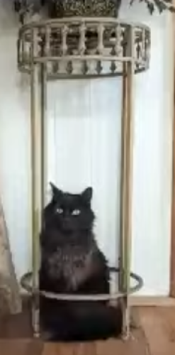 Lost Pets in Virginia - Find Missing Pets | PawBoost