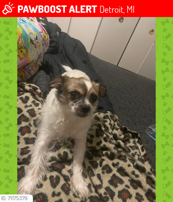 Detroit, MI Lost Female Dog, Perky Is Missing | PawBoost