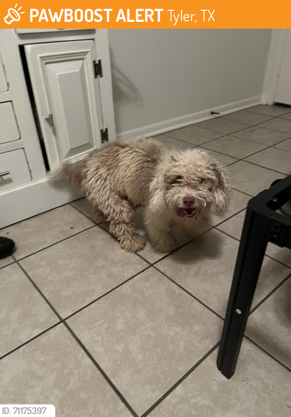 Tyler, TX Stray Male Dog Found Near By the Peltier Kia dealership ...