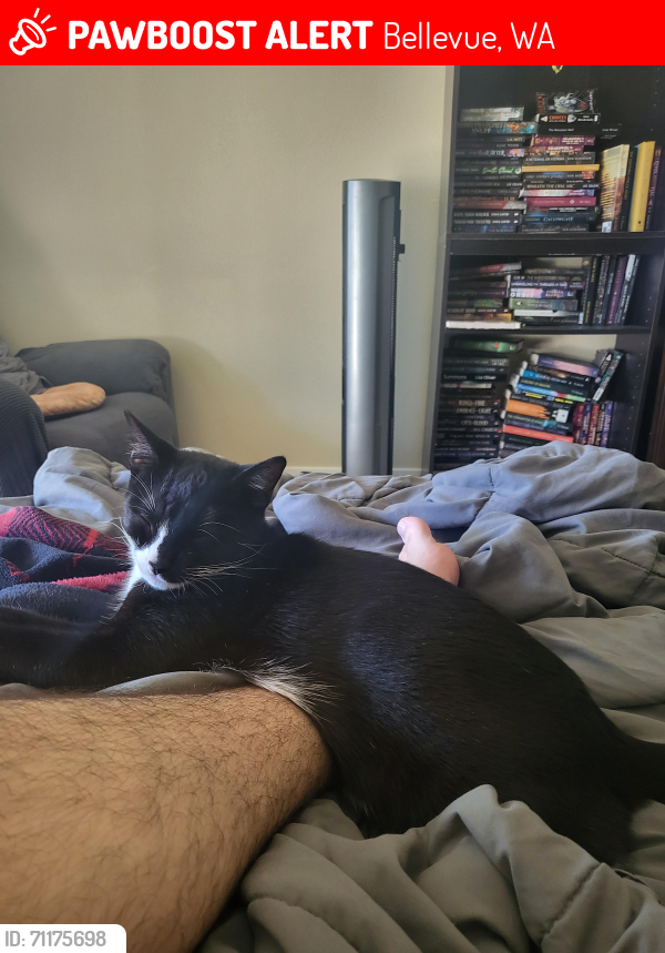 Bellevue, WA Lost Male Cat, Ruben Is Missing | PawBoost