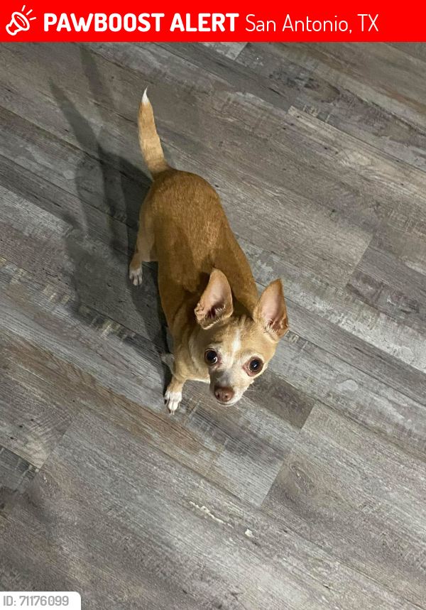 San Antonio, TX Lost Female Dog, Rata Is Missing | PawBoost