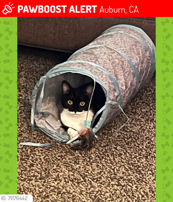 Auburn, CA Lost Female Cat, KK Is Missing | PawBoost