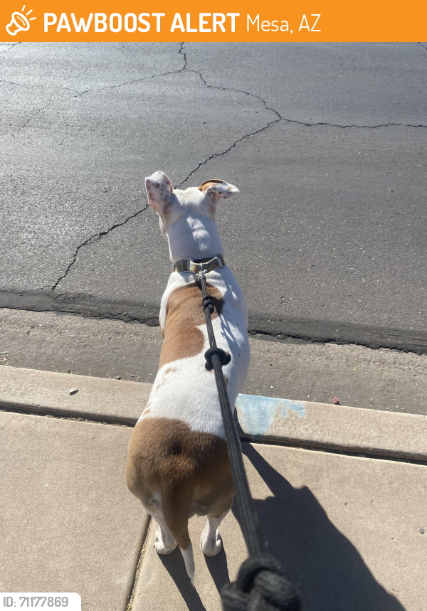 Mesa, AZ Stray Female Dog Found Near Baseline and Don Carlos | PawBoost