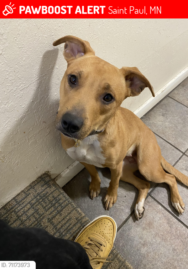 Saint Paul, MN Lost Female Dog, Tip Is Missing | PawBoost