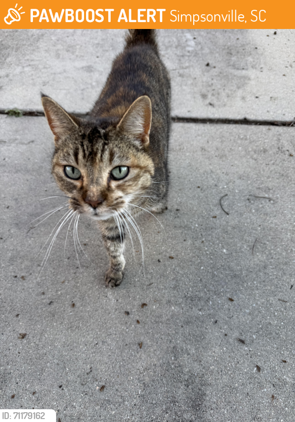 Simpsonville, SC Stray Cat Found Near Off Fairview Road | PawBoost