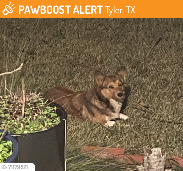 Rehomed Dog in Tyler, TX 75701 (ID: 71179821) | PawBoost