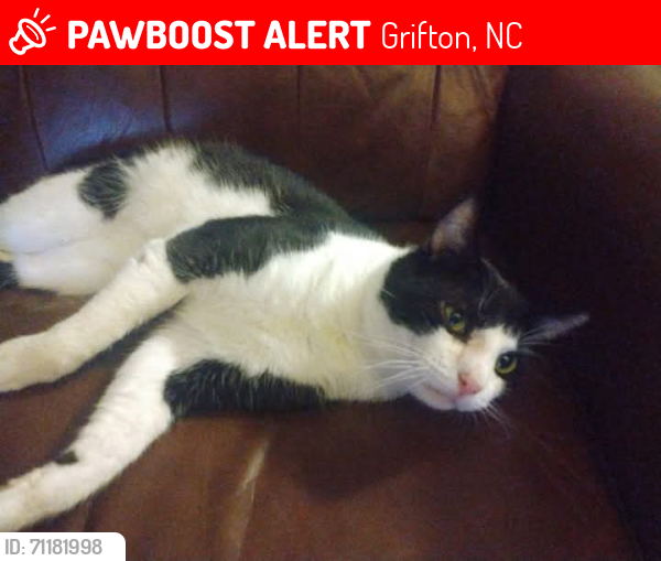 Grifton, NC Lost Male Cat, Oreo Is Missing | PawBoost