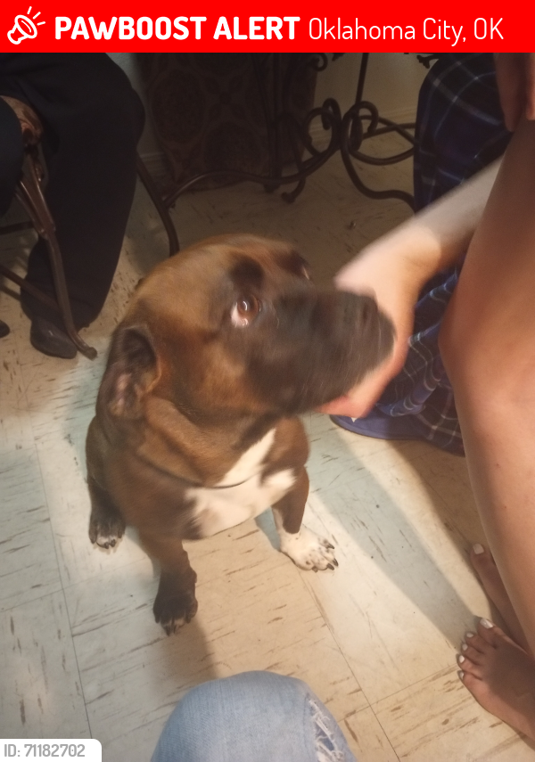 Oklahoma City, OK Lost Male Dog, Dracco Is Missing | PawBoost